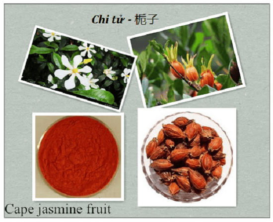 Chi tử có tác dụng gì? cách dùng chi tử như thế nào?